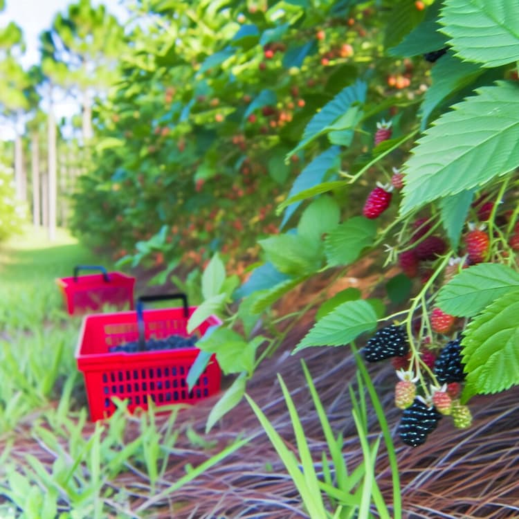 All U-Pick Farms in Florida - Complete Farm Directory | You Pick Florida
